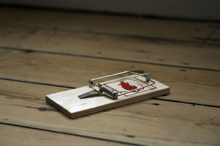 A Useful Guide to Setting Your Own Mouse Traps | Handyfox